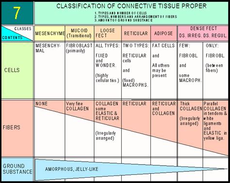 Types Of Connective Tissue Cells