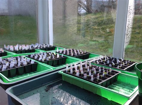 Space Seeds Aith Primary Department