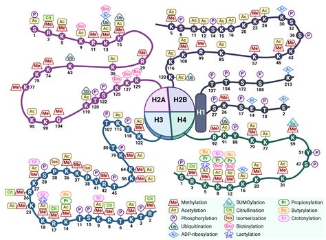 Chromatin Histones And Histone Modifications