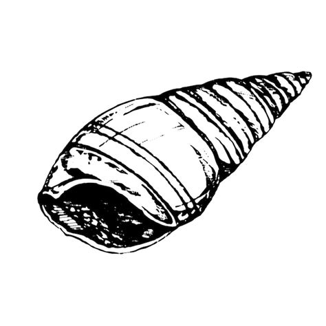 Premium Vector Illustration In Black And White Graphics Shell Isolated Handdrawn Translated