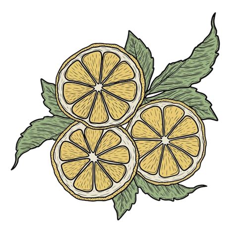 흰색 배경 벡터 아트에 레몬 그림 프리미엄 벡터