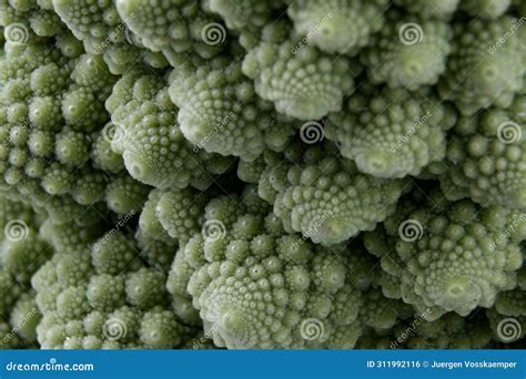 Details Of A Biological Example Of Fibonacci Spirals And Fractals In