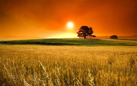 Field Wheat Sunset Nature Wallpaper 2560x1600 30078