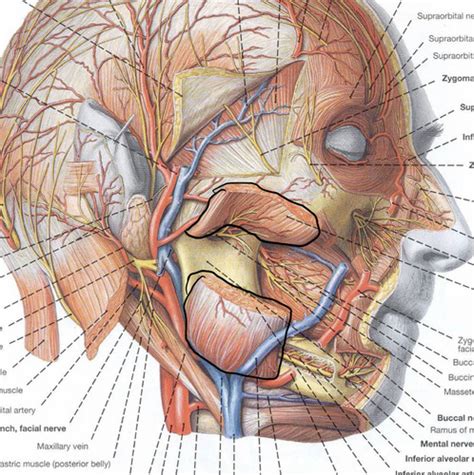 Infratemporal Fossa Boundaries Muscles Osteology Flashcards Quizlet