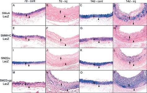 Cell Differentiation Process Semantic Scholar