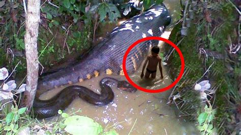 10 САМЫХ ОПАСНЫХ ЖИВОТНЫХ В МИРЕ Youtube