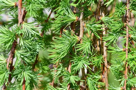 무료 이미지 분기 잎 봄 상록수 식물학 전나무 닫기 크리스마스 트리 작은 가지 구과 식물 심미적 인 이파리 가문비 관목 낙엽송 관상용 식물