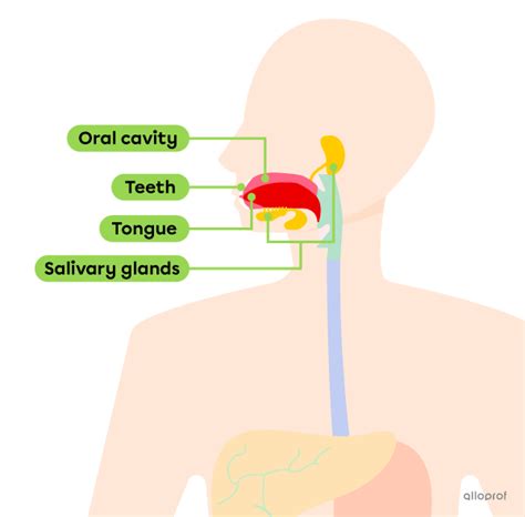 Digestive System Salivary Glands