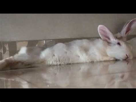 Pregnant Rabbit Belly Moving Youtube
