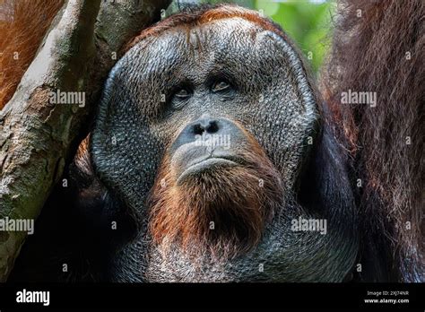 Adult Flanged Male Bornean Orangutan Pongo Pygmaeus Photographed In