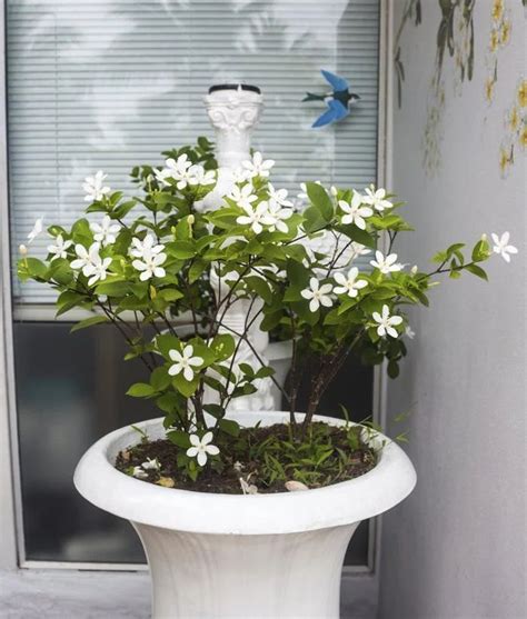 7 Μεγάλα Φυτά Εσωτερικού Χώρου που αξίζουν μια θέση στο Σπίτι σου Douleutaras Gr