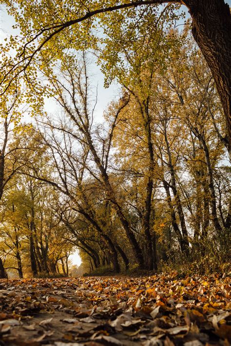 Imagen Gratis Camino De Bosque álamo Paisaje Bosque Otoño árbol