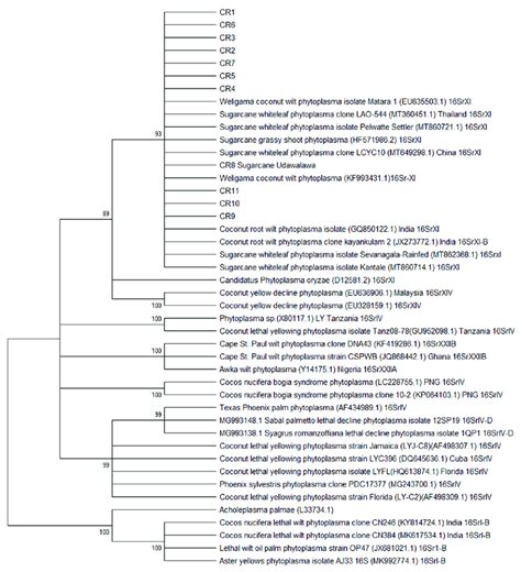 Phylogenetic Tree Inferred Using The Maximum Likelihood Approach Of 16s