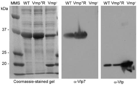 The Vmp 2 Mutant B Hermsii Produces Vtp But Not Download Scientific