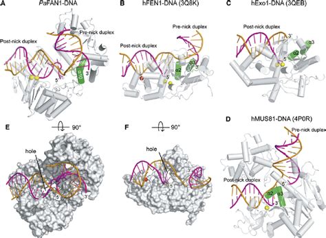 Structural Comparison Of Four Flap Structure Selective Nucleases Four