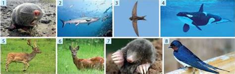 Життєві Форми Рослин І Тварин Як Адаптації До Середовища Мешкання АДАПТАЦІЇ Біологія і