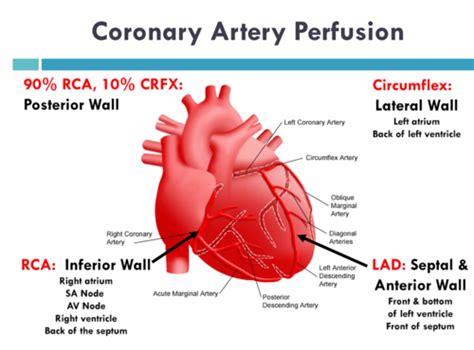 Cardiac Flashcards Quizlet