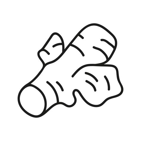 Premium Vector Ginger Plant Spice For Menu Or Recipe Hand Drawn