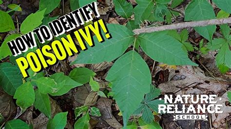 How To Identify Poison Ivy