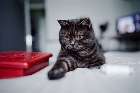 Things You Didnt Know About The Black Tabby Cat Cats Com