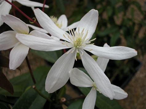 Evergreen Clematis Clematisbe