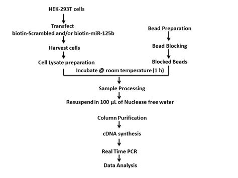 schematic representation of the protocol for the target capture assay