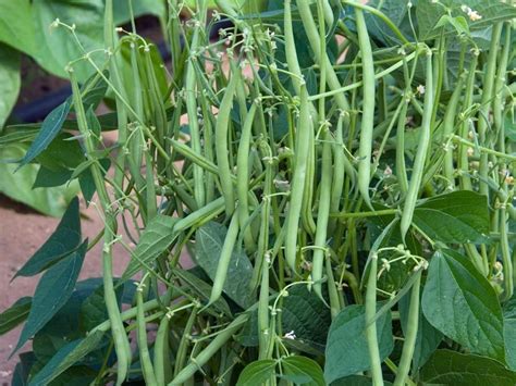Companion Planting Diy Growing Green Beans Bean Seeds Vegetable Seed