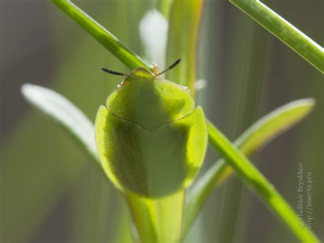 Photo 46889 Cassida Viridis