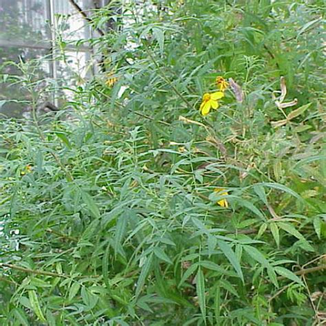 Mexican Marigold Tagetes Lemmonii Plant Care And How To Grow Water