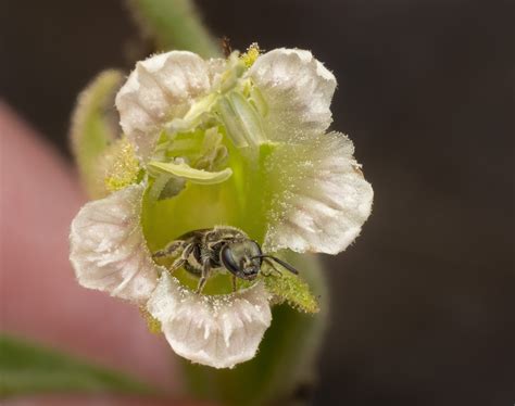 Bee At Spaldings Catchfly Flower
