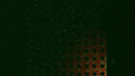 Best Video Of Bacterial Chemotaxis Youtube