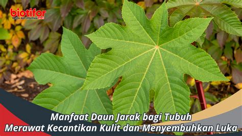 Manfaat Daun Jarak Bagi Tubuh Bisa Merawat Kecantikan Kulit Biotifor