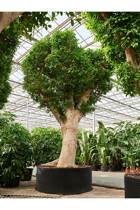 Ficus Microcarpa ‘nitida Snelle Levering Fleurdirect Fleurdirect