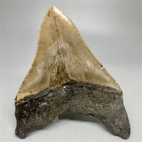 Discover The Past Genuine Fossil Megalodon Shark Teeth For Sale