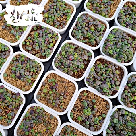 다육이 리톱스 키우기 파종 이후 이끼로 인하여 이식하였어요 네이버 블로그
