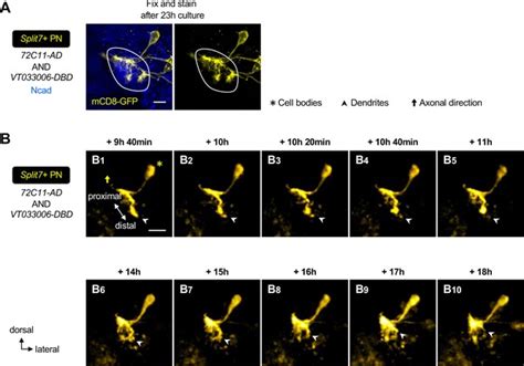 Figures And Data In Origin Of Wiring Specificity In An Olfactory Map Revealed By Neuron Type