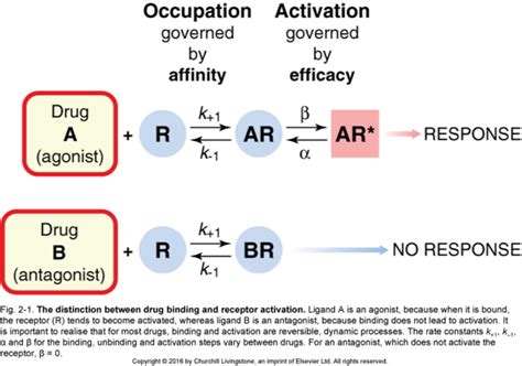 Affinity And Intrinsic Activity Diagram Quizlet