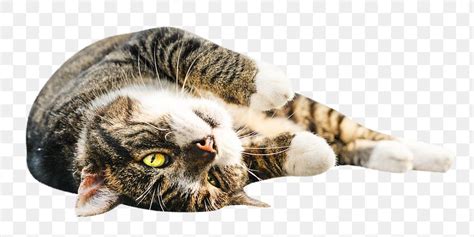 Cat Png Lying Down Isolated Free PNG Rawpixel
