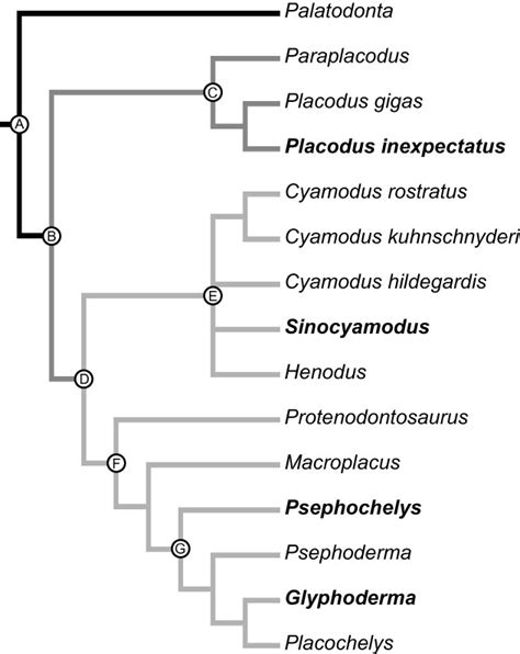 Strict Consensus Tree Of Placodont Relationships Analysis 2 Based On