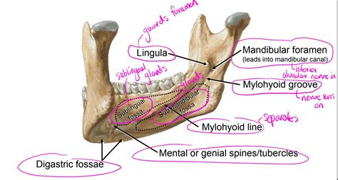 Mylohyoid Groove Anatomy