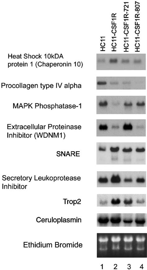 Cdna Microarray Analysis Of Invasive And Tumorigenic Phenotypes In A