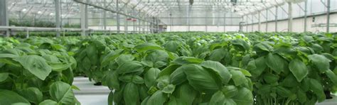 Smart Climate Control System For Greenhouse Based On Temperature