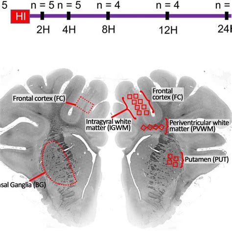 Timeline Of The Experimental Protocol And Brain Regions Of Interest