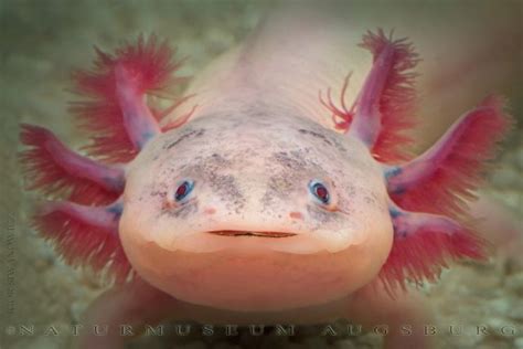 Axolotl A That Is Always Smiling 47 Pics