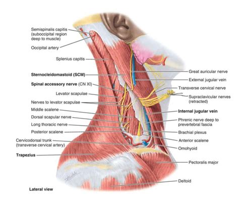 Transverse Cervical Nerve