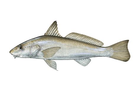 Whiting Navarre Fishing Rodeo