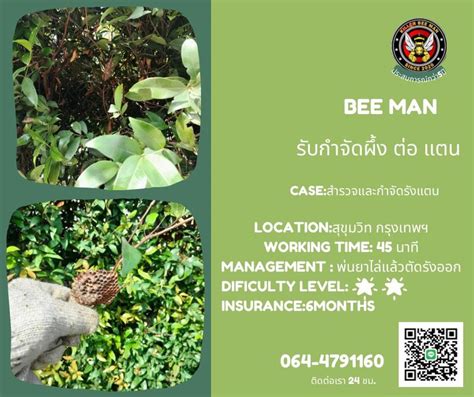 Beemanรับกำจัดต่อ แตน กำจัดผึ้งไม่ฆ่า 0644791160 กำจัดรังแตน