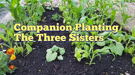 Planting Corn Beans And Squash