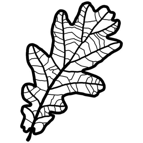 Eichenblatt Silhouette Silhouette Von Lorbeerkranz Eichenblatt