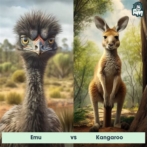 Emu Predator Prey Interactions Fights And Aggressive Behaviors